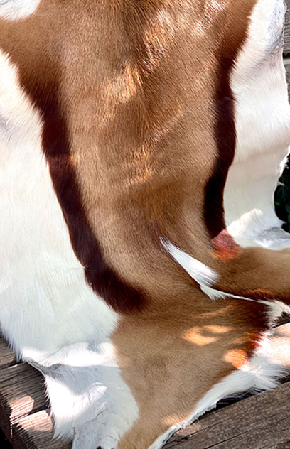 CEYLAN DERİSİ | Hakiki Ceylan Derisi, Kurt Derisi, Dua Malzemeleri